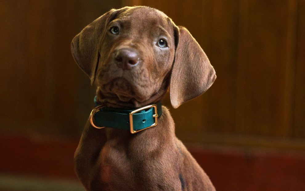 Netflix escala cachorro de verdade para interpretar Scooby-Doo em série ...